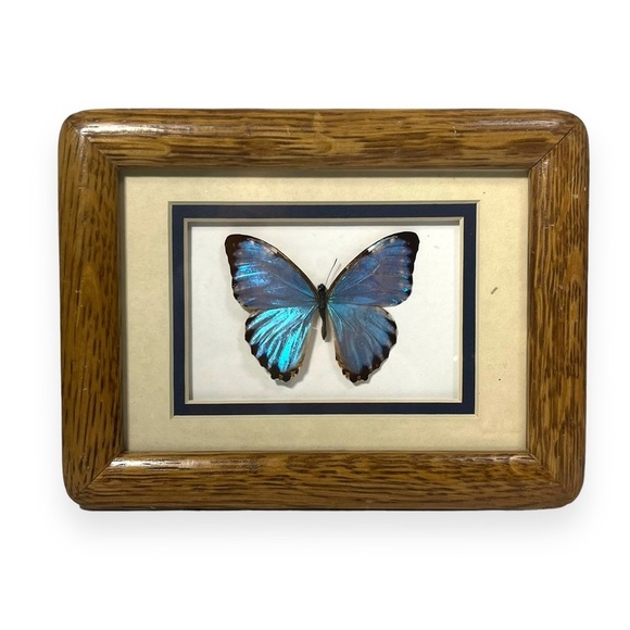 Nature Science International | Accents | Blue Glowing Morpho Portis ...